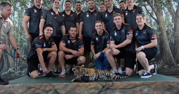 Tigers meet their purr-fect match | QRL